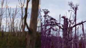 What is a Ghost Forest? (Explained)